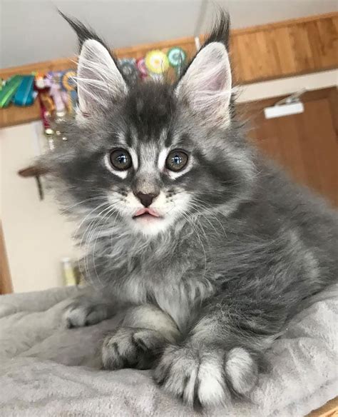 What Cats Look Like Maine Coons At Russell Chau Blog