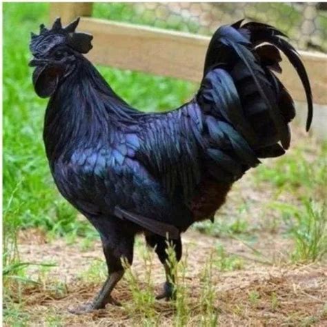 Kadaknath Chicken Wholesale Price And Mandi Rate For Kadaknath Hen