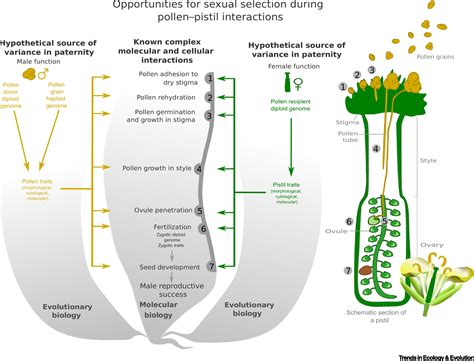 The Scope For Postmating Sexual Selection In Plants Trends In Ecology And Evolution