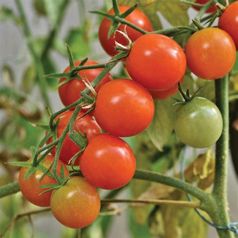 Tomato Tommy Toe Seedfolk