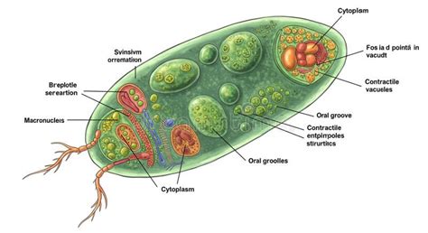 Illustration Of A Paramecium A Single Celled Organism The Diagram Labels Various Stock