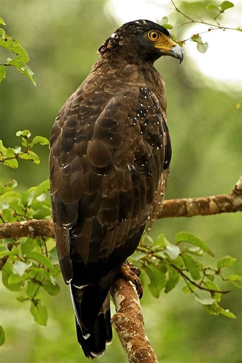 鹰形目·鹰科·蛇雕属：蛇雕 花瓣网