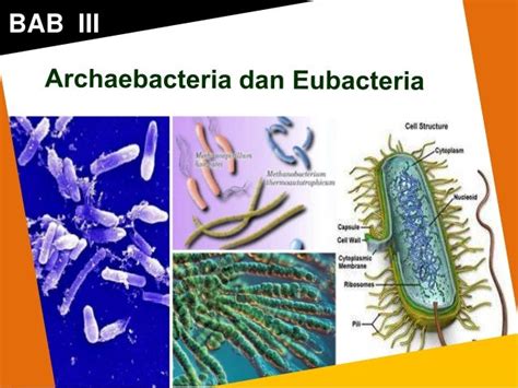 Archaebacteria Kingdom Organisms