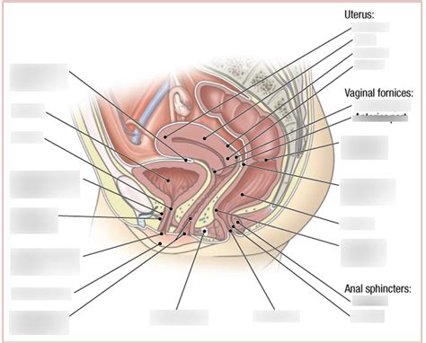 Female Internal Reproductive Anatomy Sagittal View Diagram Quizlet