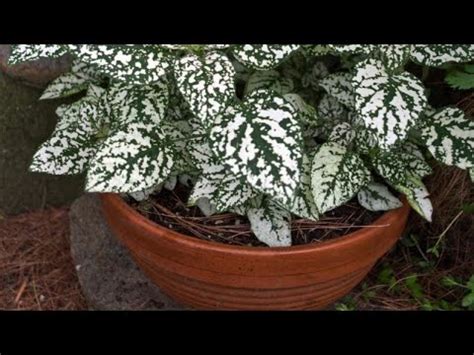 Curly Leafs Of Polka Dot Plants Go Green Aapki Surroundings 11 June