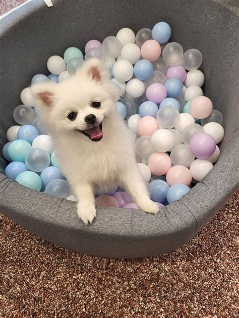 최예나 반려견 루디는 엄마가 좋아 여자 연예인 에펨코리아