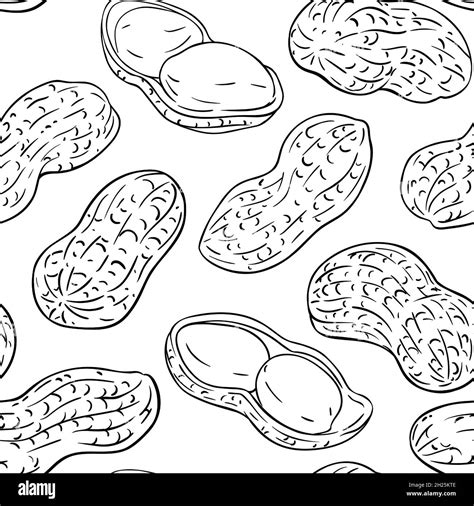 Peanut Vector Pattern On White Background Stock Vector Image And Art Alamy