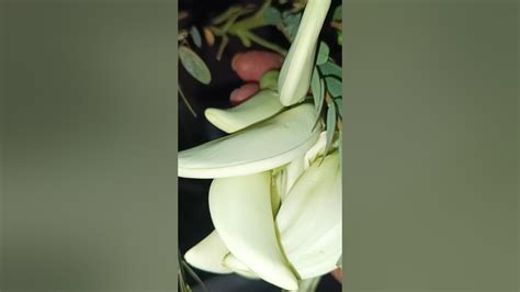 August Ka Phool Youtube