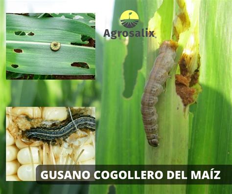 Agrosalix El Gusano Cogollero Del Maíz Es Una Plaga De Facebook