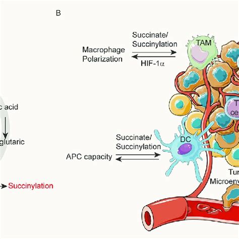 Succinate And Succinylation In Immunity A The Scheme Of The Tca