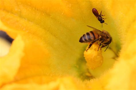 The Country Diary Of A Genx Woman Native Reed Bee