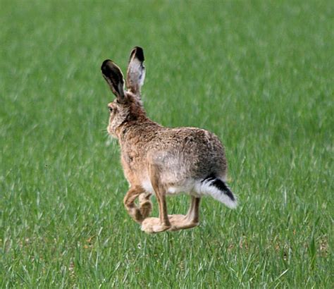 Nahuby.sk - Fotografia - zajac poľný Lepus europaeus