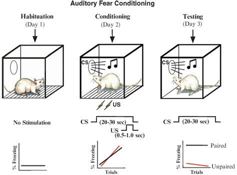 The Amygdala And The Neural Pathways Of Fear Springerlink