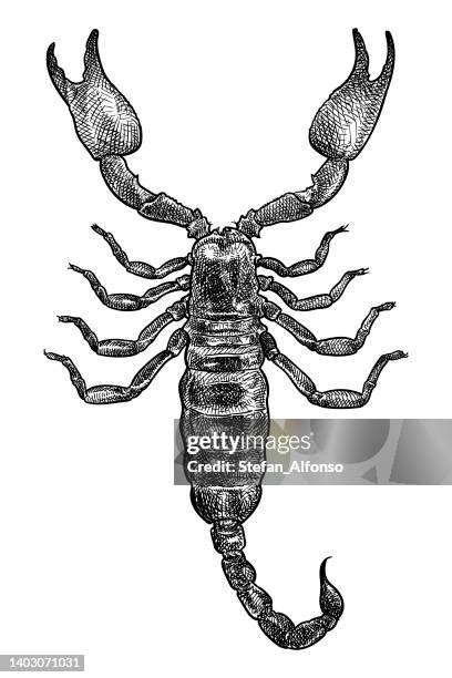 519 El Alacran High Res Illustrations Getty Images