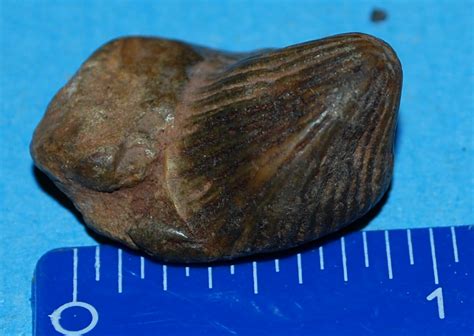 Tooth Fossil Id The Fossil Forum