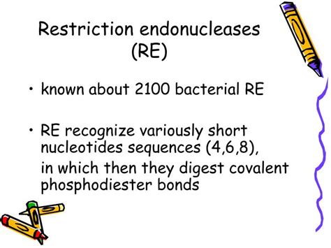 Ppt Rflp Restriction Fragment Length Polymorphism Powerpoint
