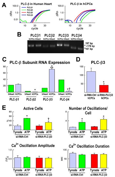Figure 1 From Spontaneous Calcium Oscillations Regulate Human Cardiac Progenitor Cell Growth