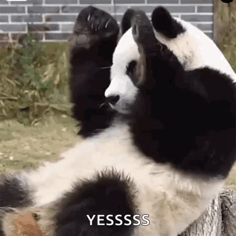 Panda S Tenor