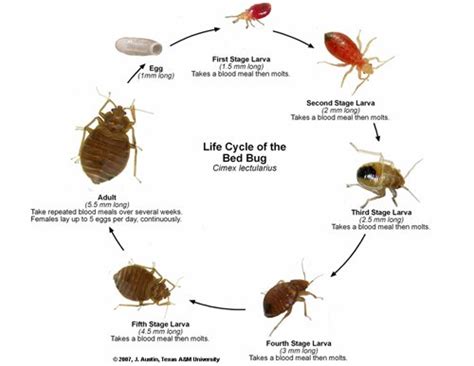 Bed Bug Eggs Identification Removal And What Kills Them Fast
