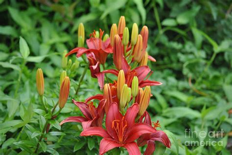 Red Lillie Photograph By James Lyons Pixels