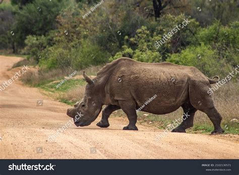 Female Rhinoceros