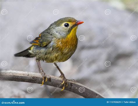 Red Billed Leiothrix Stock Image Image Of Lutea Foraging 113703629