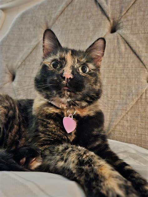 The Tiniest Of Bleps R Blep