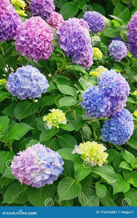 Beautiful Multicolored Hydrangea Flowers In Garden On Summer Day Stock