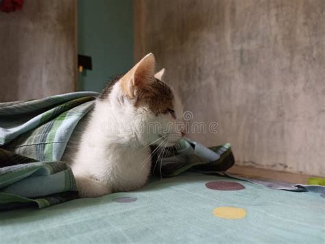Cat Blank Stare Sick Photo Stock Image Image Of Blank 261647201