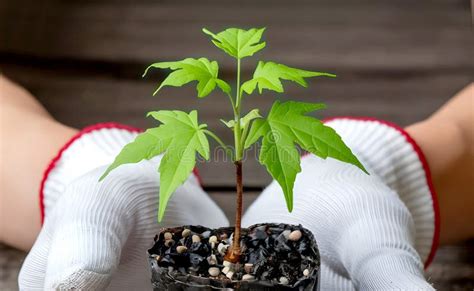 A Photo Of A Female S Hands Holding A New Maple Tree Sprout Wrapped In Cloth With Green Leaves