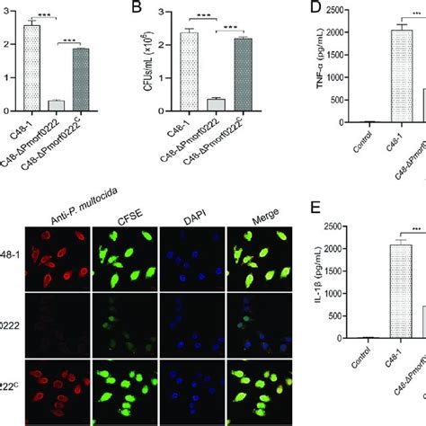 The Ability Of Adhesion To The Host Cells By P Multocida A And B Download Scientific