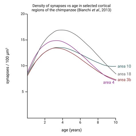 synaptic pruning developing expertise in neuroscience