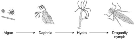 Organisation Of An Ecosystem Cycles And Decay Flashcards Quizlet