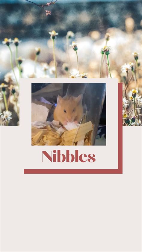 Nibbles Cute Mouse Poster Design