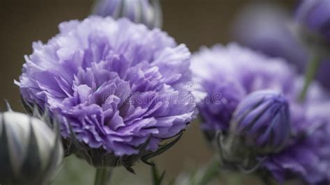 A Close Up Of A Bunch Of Purple Flowers With A Blurry Back Ground
