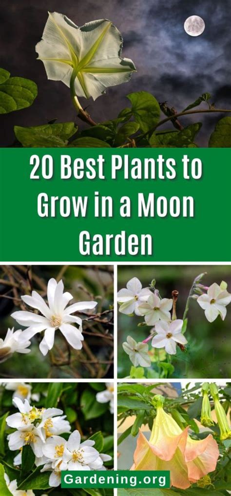 20 Best Plants To Grow In A Moon Garden Gardening