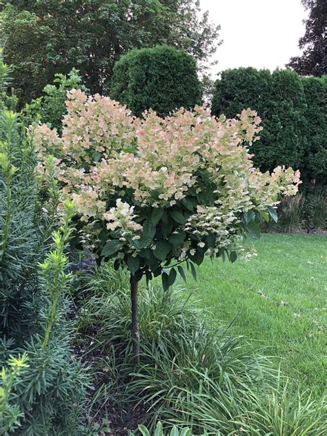 Hydrangea Tree Basics