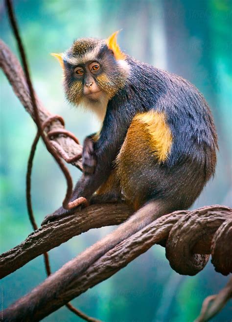 Wolfs Mona Monkey On Branch By Stocksy Contributor Alan Shapiro