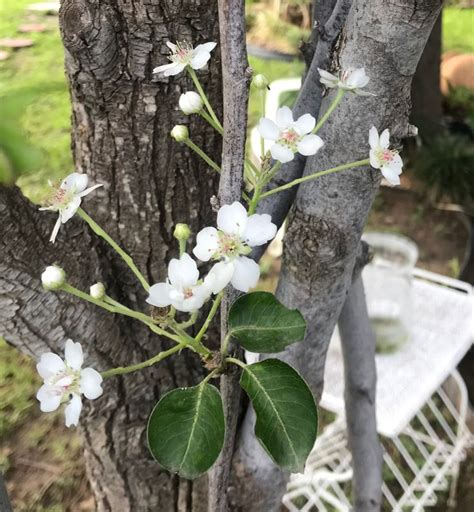 Flor De Peral Plants Garden Fruit