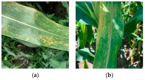 Sensors Free Full Text Ynet Identification Of Typical Diseases Of Corn Leaves Using A 3d