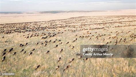 Wildebeest Photos And Premium High Res Pictures Getty Images