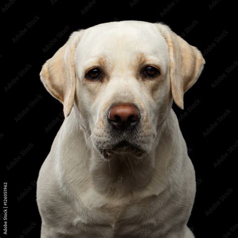 Labrador Face At Alton Phelps Blog