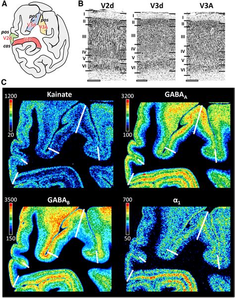 Cyto And Receptor Architecture Of Macaque Dorsal Early Extrastriate