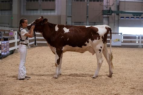 Stride And Step Science Of Dairy Showmanship 4 H Dairy Cattle