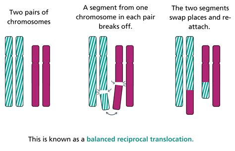 Visual Communication Aid Reciprocal Chromosome Translocations