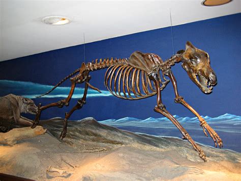 Dire Wolf Skeleton Comparison