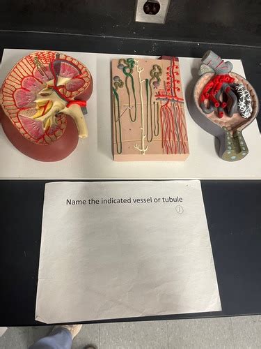 Lab Exam Final Flashcards Quizlet
