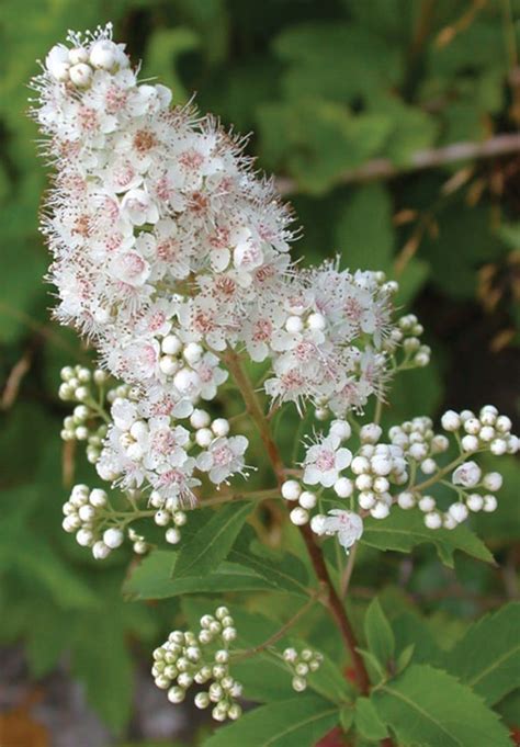 Meadowsweet Knowledgebase Johnsons Nursery