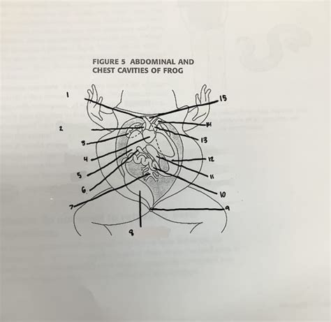 Biology Frog Labeling Flashcards Quizlet