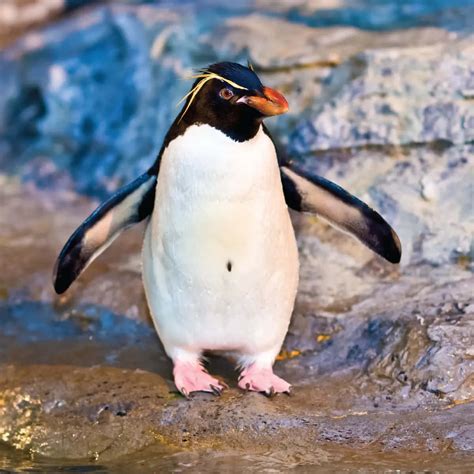 [200 ] Penguin Pictures